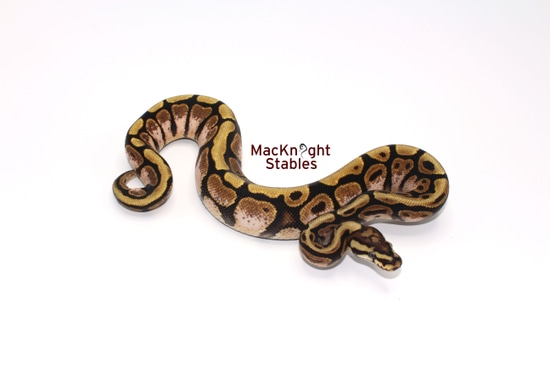 Calico Spotnose Ball Python by Chimera