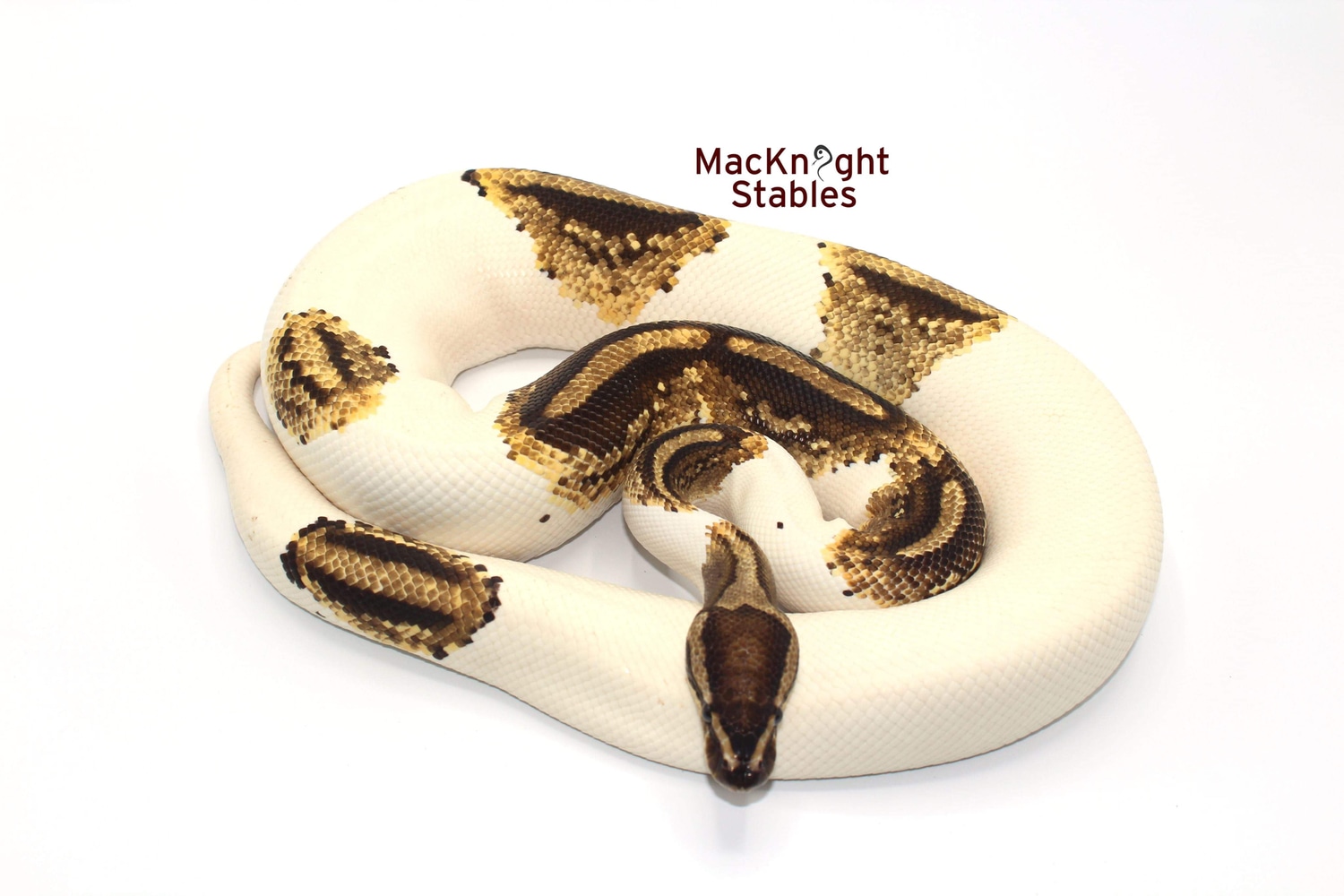 Yellowbelly Pied Het Lavender Albino Ball Python by Chimera - MorphMarket