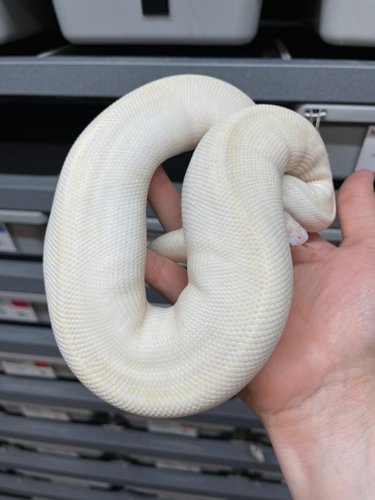 Ivory Clown Ball Python by Chimera