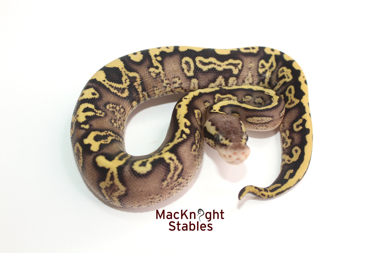 Pastel YB GHI Confusion Ball Python by Chimera - MorphMarket