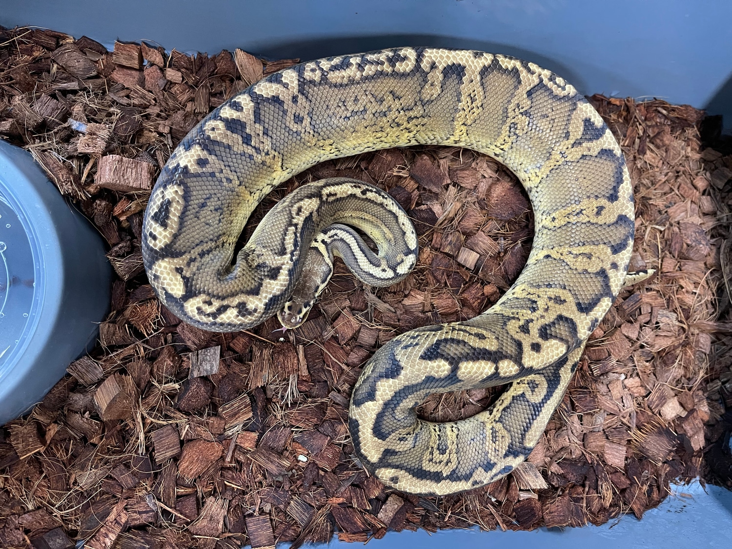 Pastel YB GHI Redstripe Confusion Ball Python by Chimera - MorphMarket