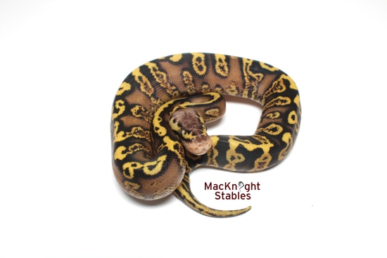 Pastel GHI Yellowbelly Confusion 100% Het Desert Ghost Ball Python by ...