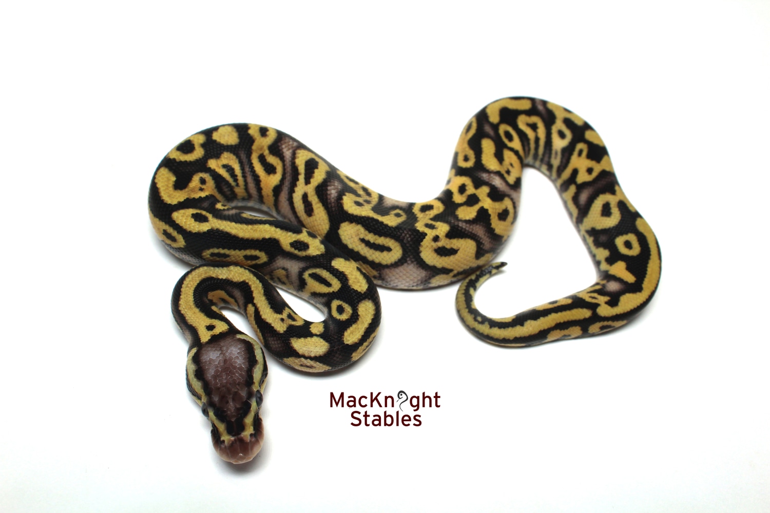 Pastel Yellowbelly 100% Het Desert Ghost 100% Het Pied 100% Het Clown ...