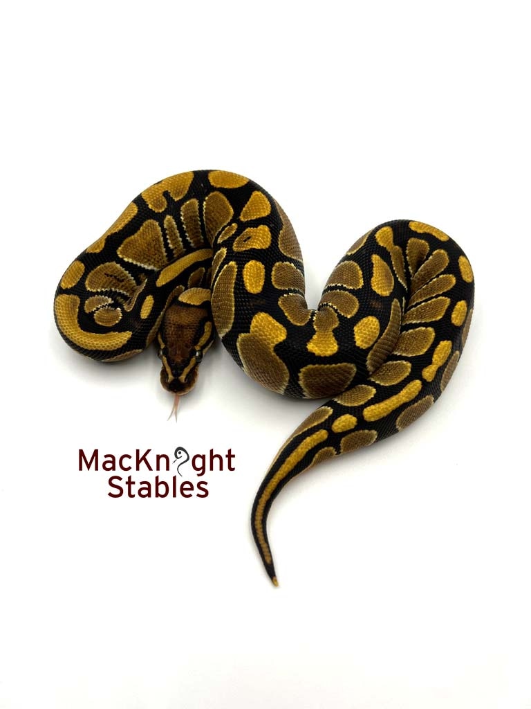 Trojan Ball Python by Macknight Stables - MorphMarket