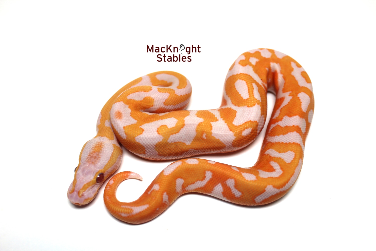 Orange Dream Red Gene Pied Lavender Albino Ball Python by Chimera ...