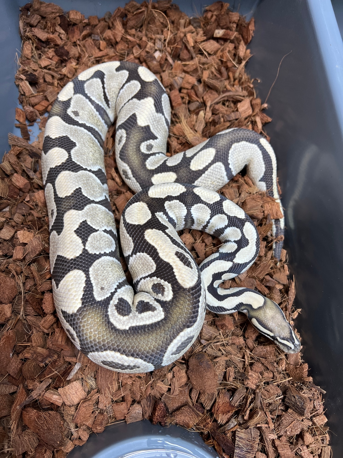 Desert Ghost Ball Python by Chimera - MorphMarket