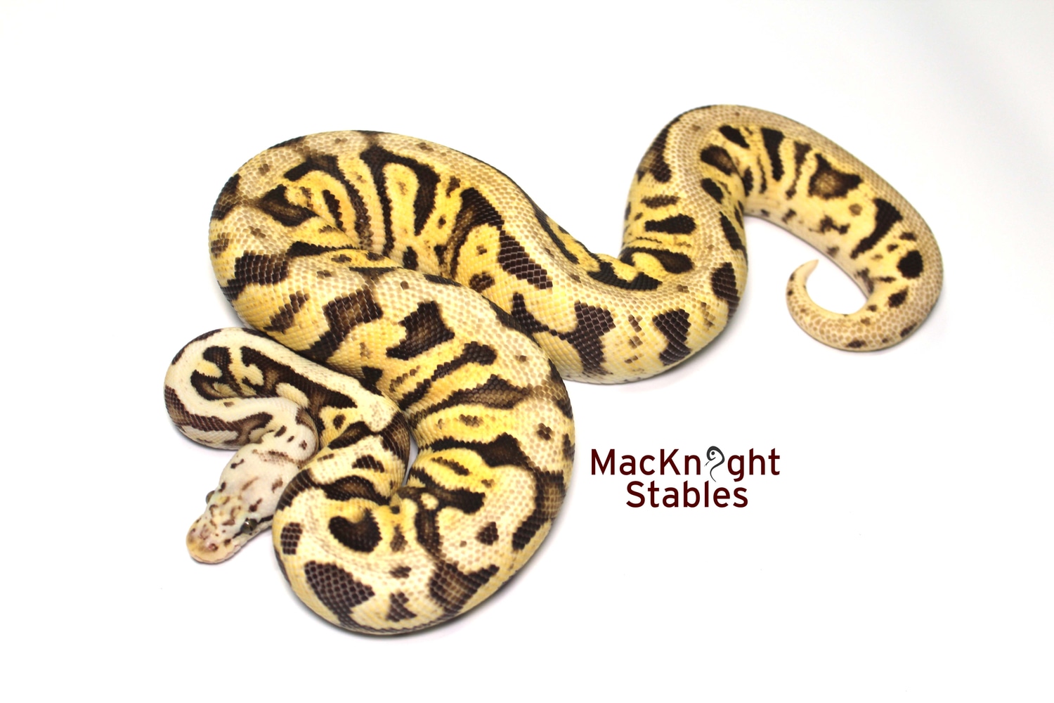 Firefly Spotnose Het Clown Ball Python by Chimera - MorphMarket
