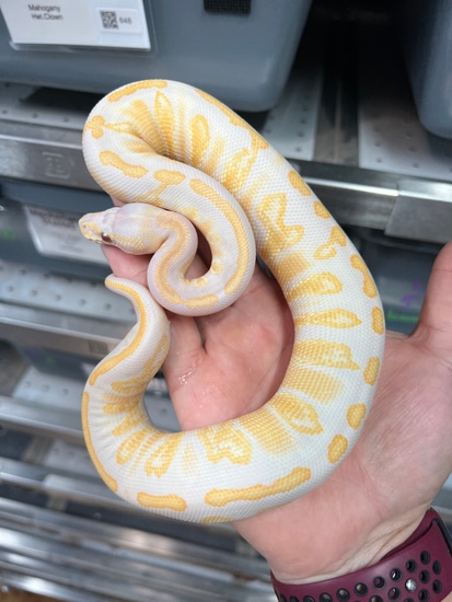 GHI Blackhead Lavender Albino Het Pied Ball Python by Macknight Stables - MorphMarket