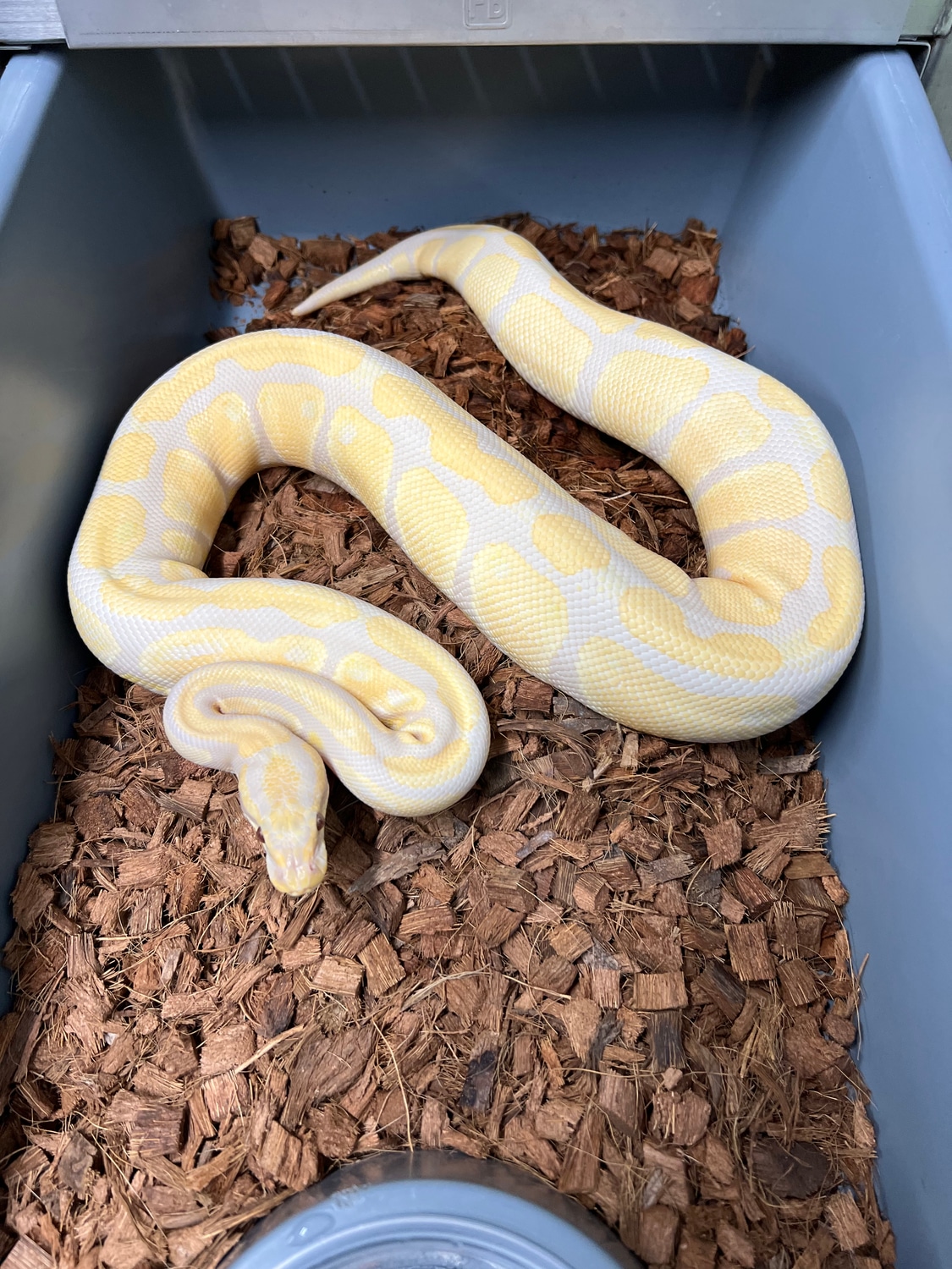 Lavender Albino Ball Python by Chimera - MorphMarket