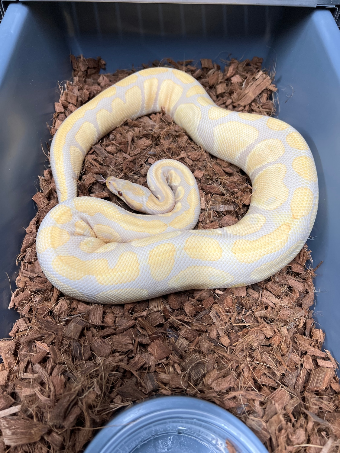 Lavender Albino Ball Python by Chimera - MorphMarket