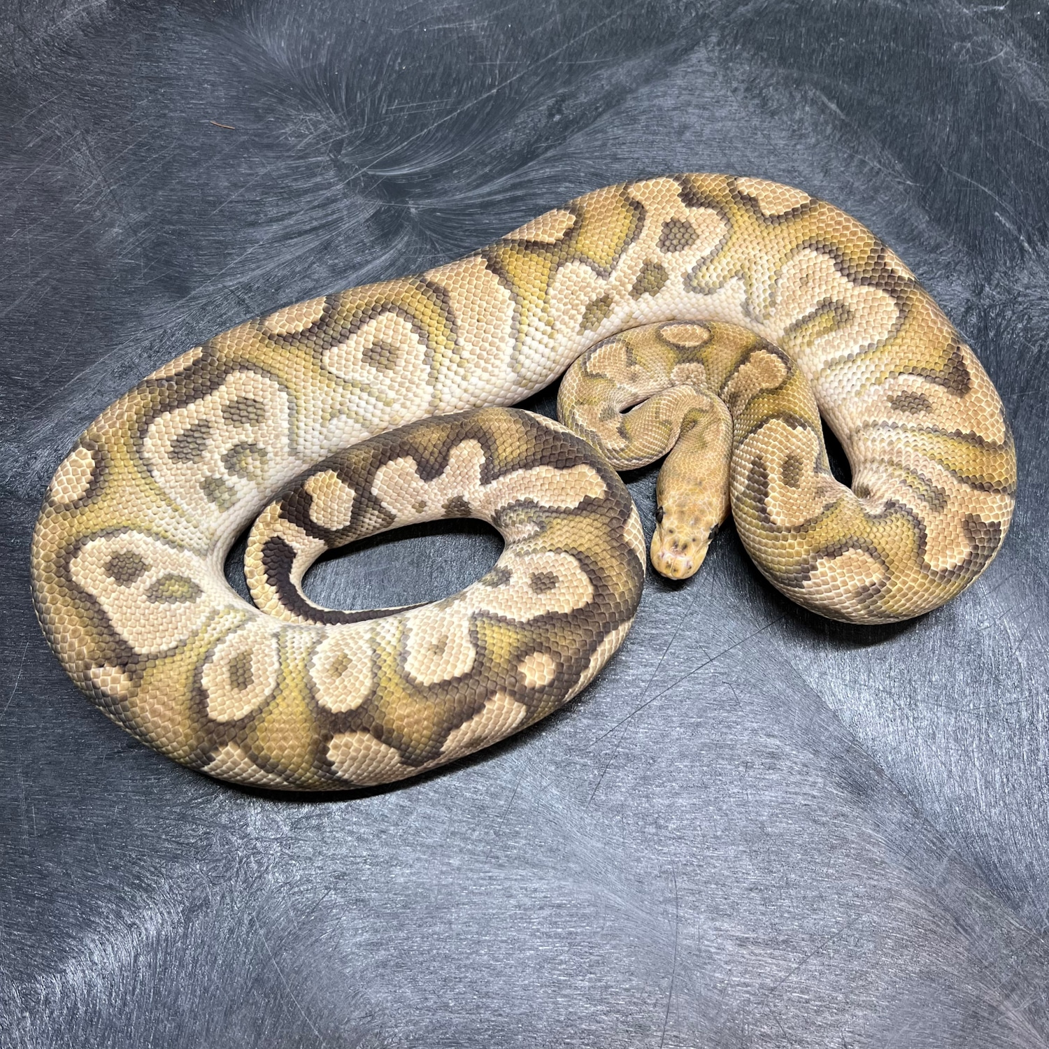 Fire Cypress Clown Ball Python by Chimera - MorphMarket