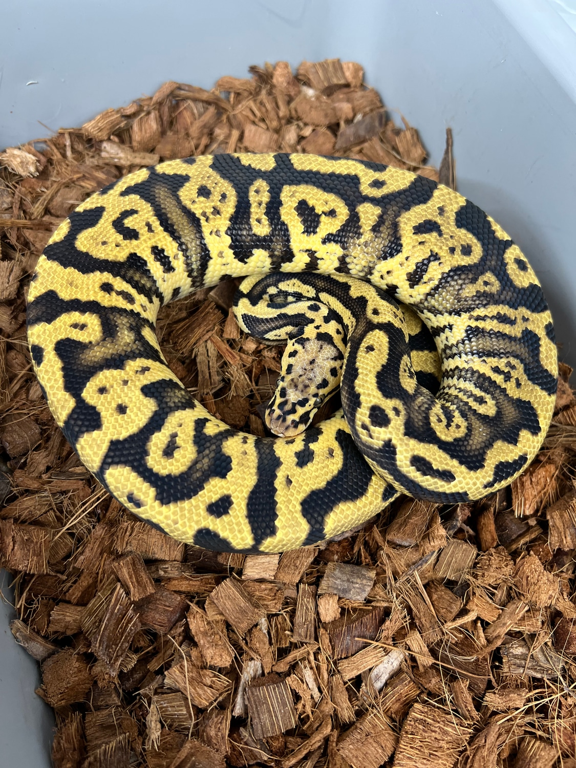 Pastel YB Confusion Het Clown Ball Python by Chimera - MorphMarket