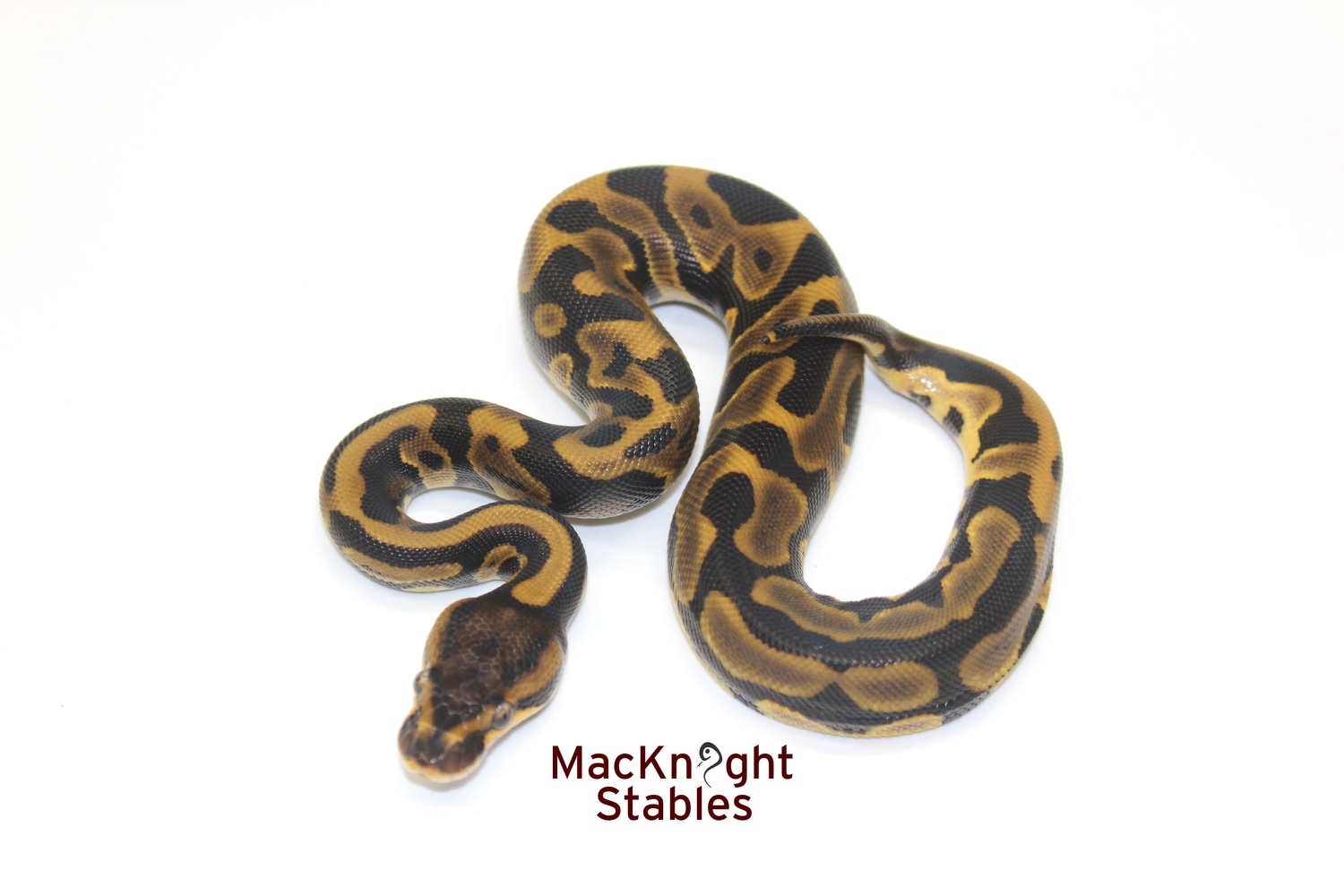 Leopard Het Desert Ghost Het Pied Ball Python by Chimera - MorphMarket