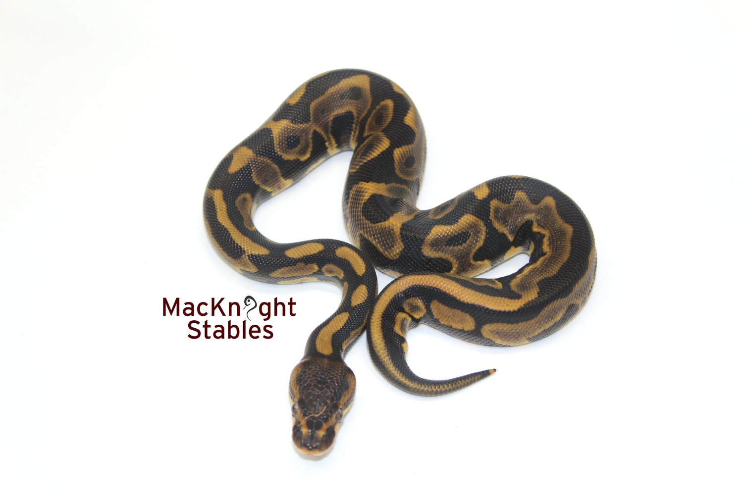 Leopard Het Desert Ghost Het Pied Ball Python by Chimera - MorphMarket