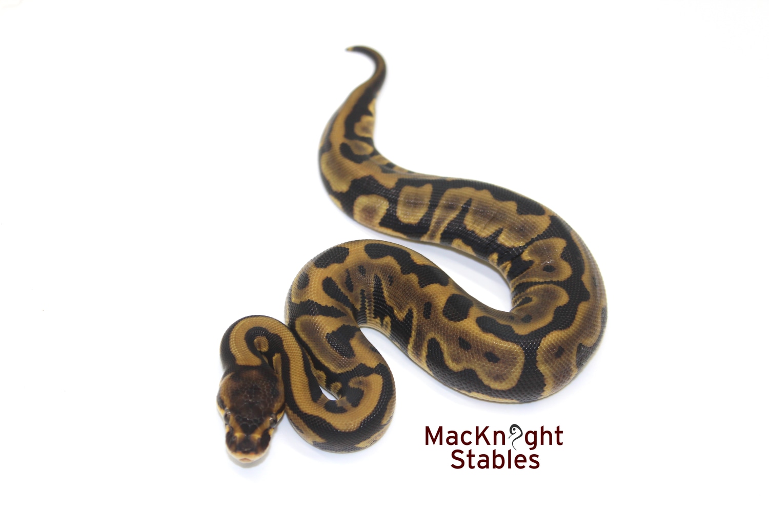 Leopard Het Desert Ghost Het Pied Ball Python by Chimera - MorphMarket