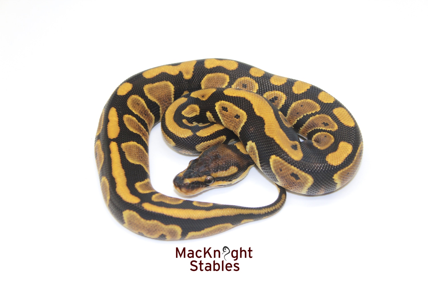 Het Desert Ghost Het Pied Ball Python by Chimera - MorphMarket