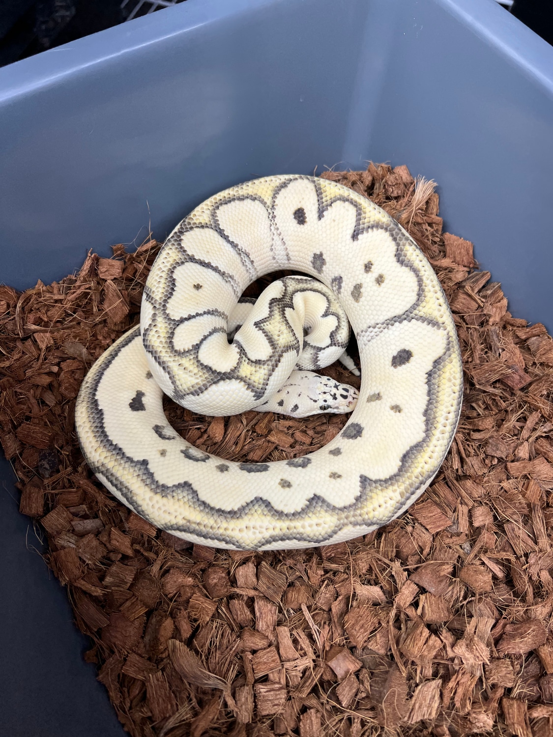 Pastel Desert Ghost Clown Ball Python by Macknight Stables - MorphMarket