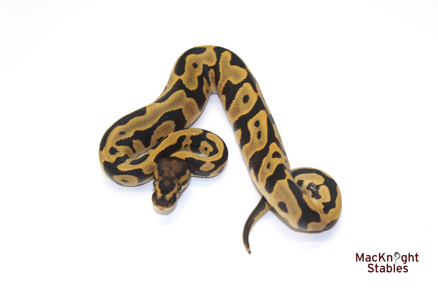 Leopard Desert Ghost 100% Het Pied Ball Python by Chimera - MorphMarket
