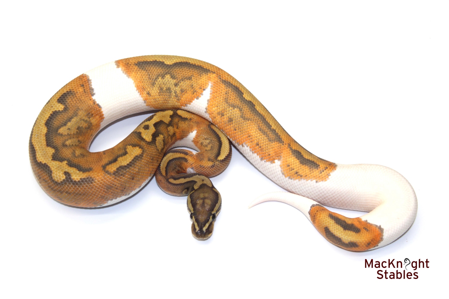 Hypo Pied Ball Python by Chimera - MorphMarket