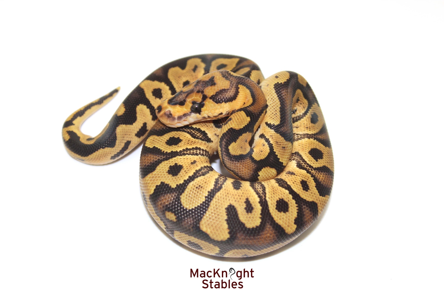 Fire Clown Ball Python by Chimera - MorphMarket