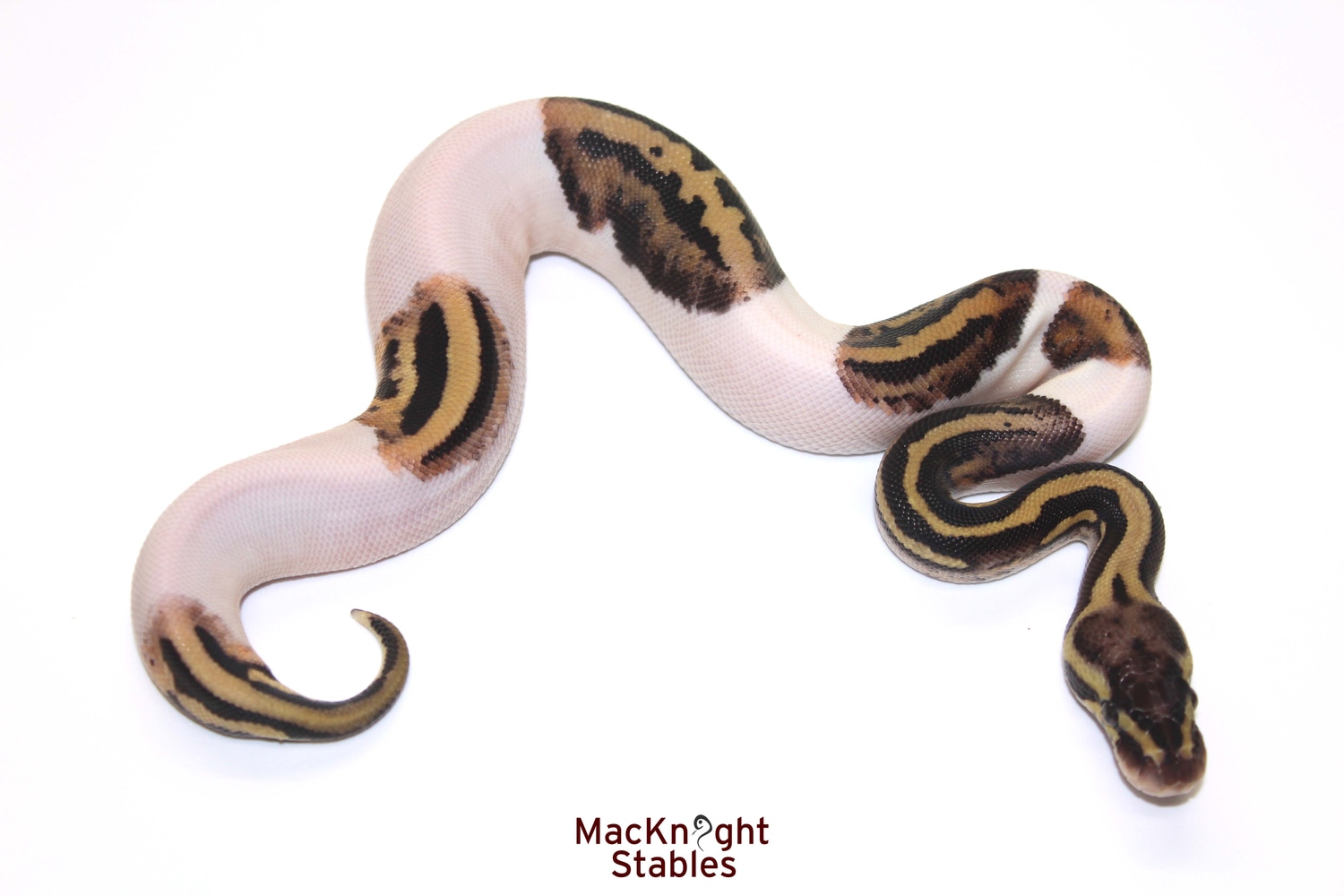 Pastel Leopard Pied Het Desert Ghost Ball Python by Chimera - MorphMarket