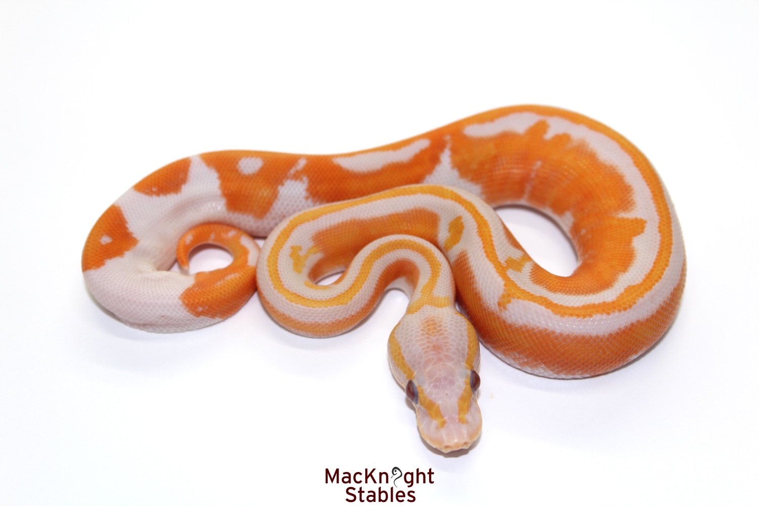Blackhead Redgene Lavender Albino Pied Ball Python by Chimera - MorphMarket