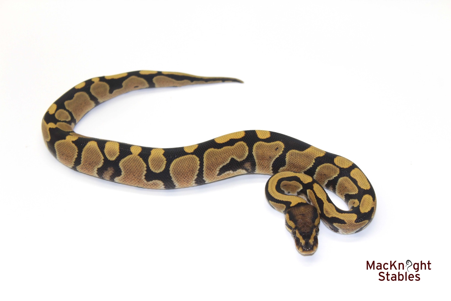 Desert Ghost Het Pied Ball Python by Chimera - MorphMarket