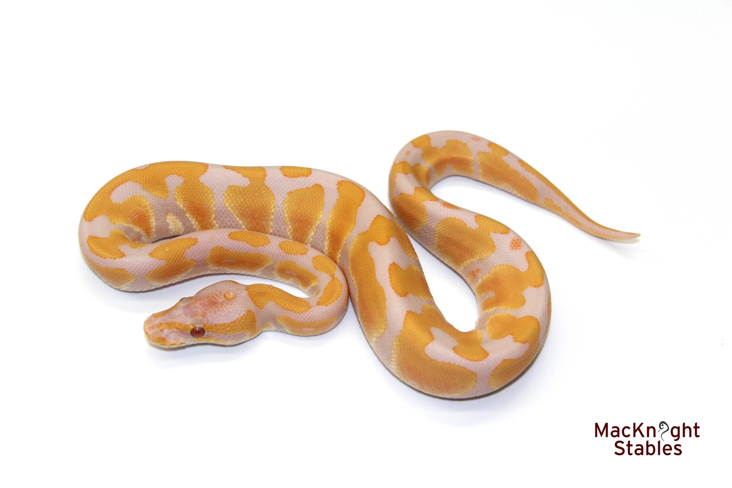 OD Lavender Albino Ball Python by Chimera - MorphMarket