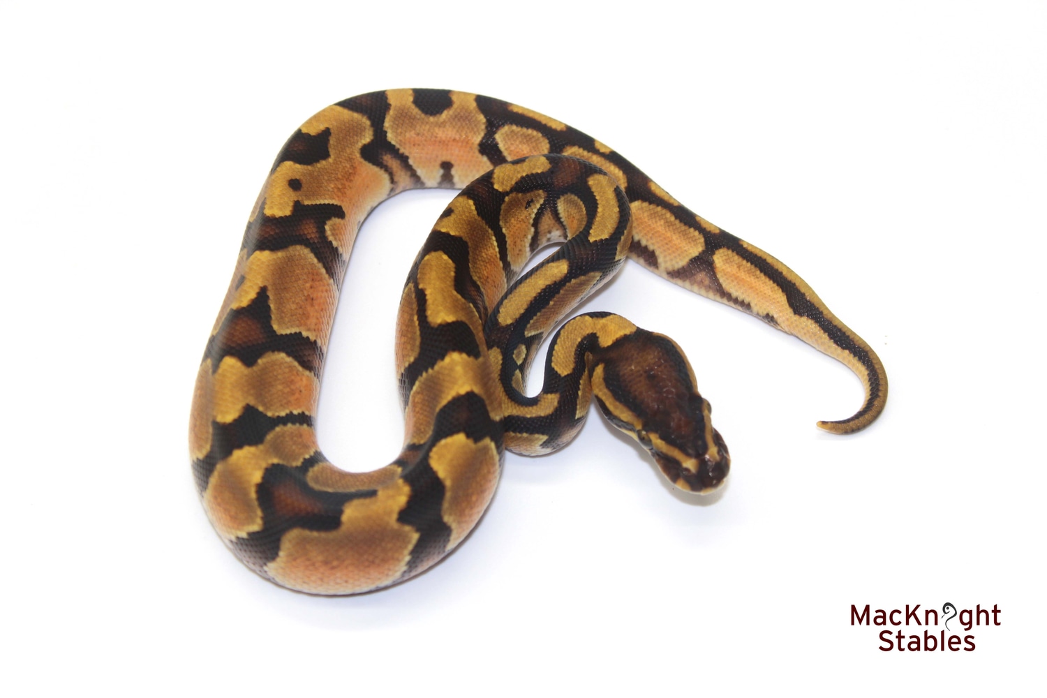 Enchi Het Lavender Albino Ball Python by Macknight Stables - MorphMarket