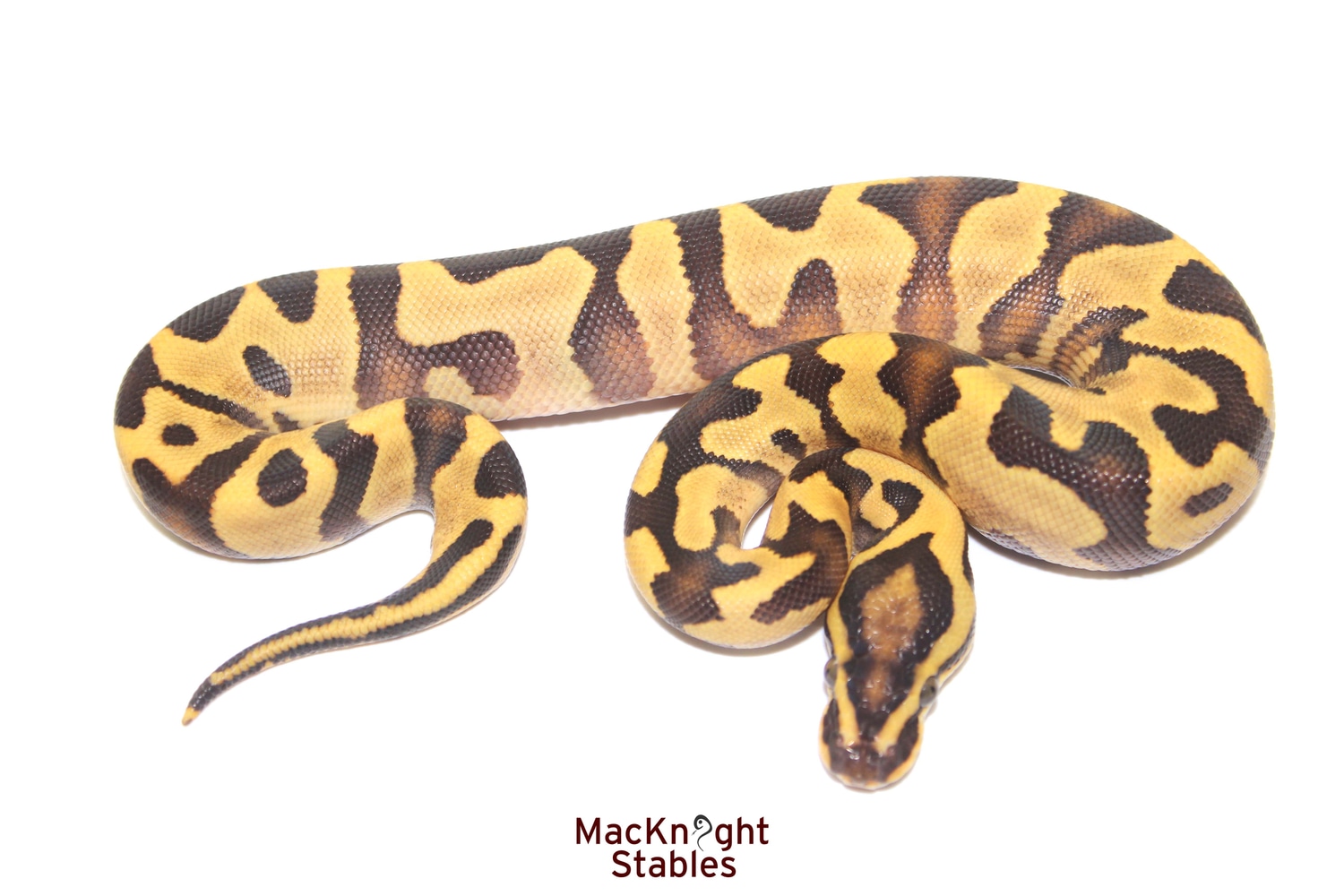 Fire Leopard Enchi 100% Het Clown Ball Python by Chimera - MorphMarket