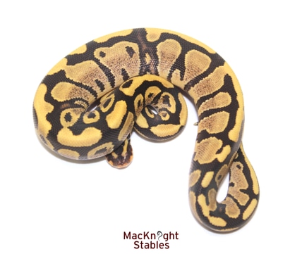 Pastel Vanilla Desert Ghost Clown Ball Python by Chimera - MorphMarket