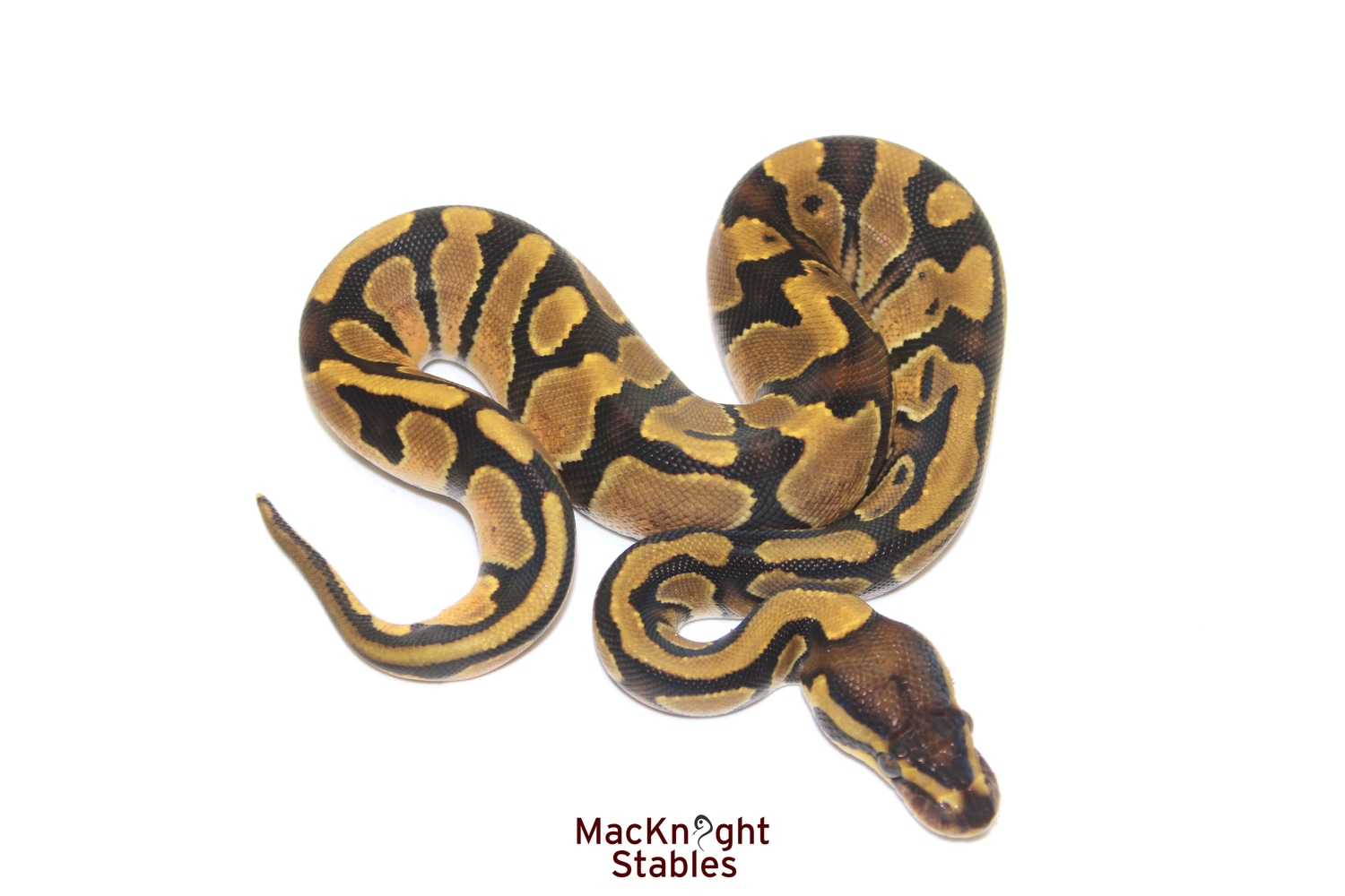 Enchi Het Hypo Het Desert Ghost Het Pied Ball Python by Chimera ...