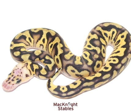 Pastel Vanilla Desert Ghost Clown Ball Python by Chimera - MorphMarket