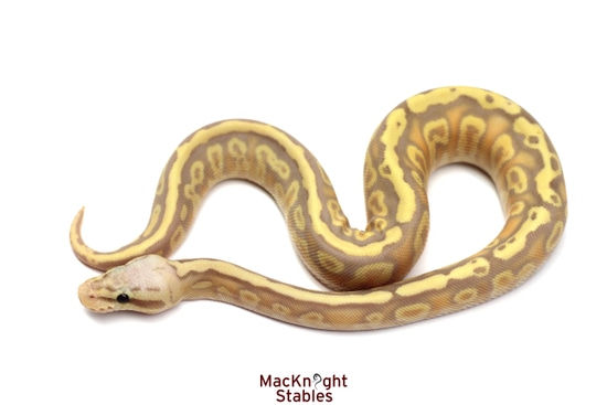 Pastel Fire Banana Cypress 100% Het Clown Ball Python by Chimera
