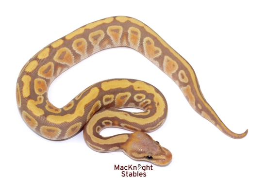 Banana Cypress 100% Het Clown Ball Python by Chimera