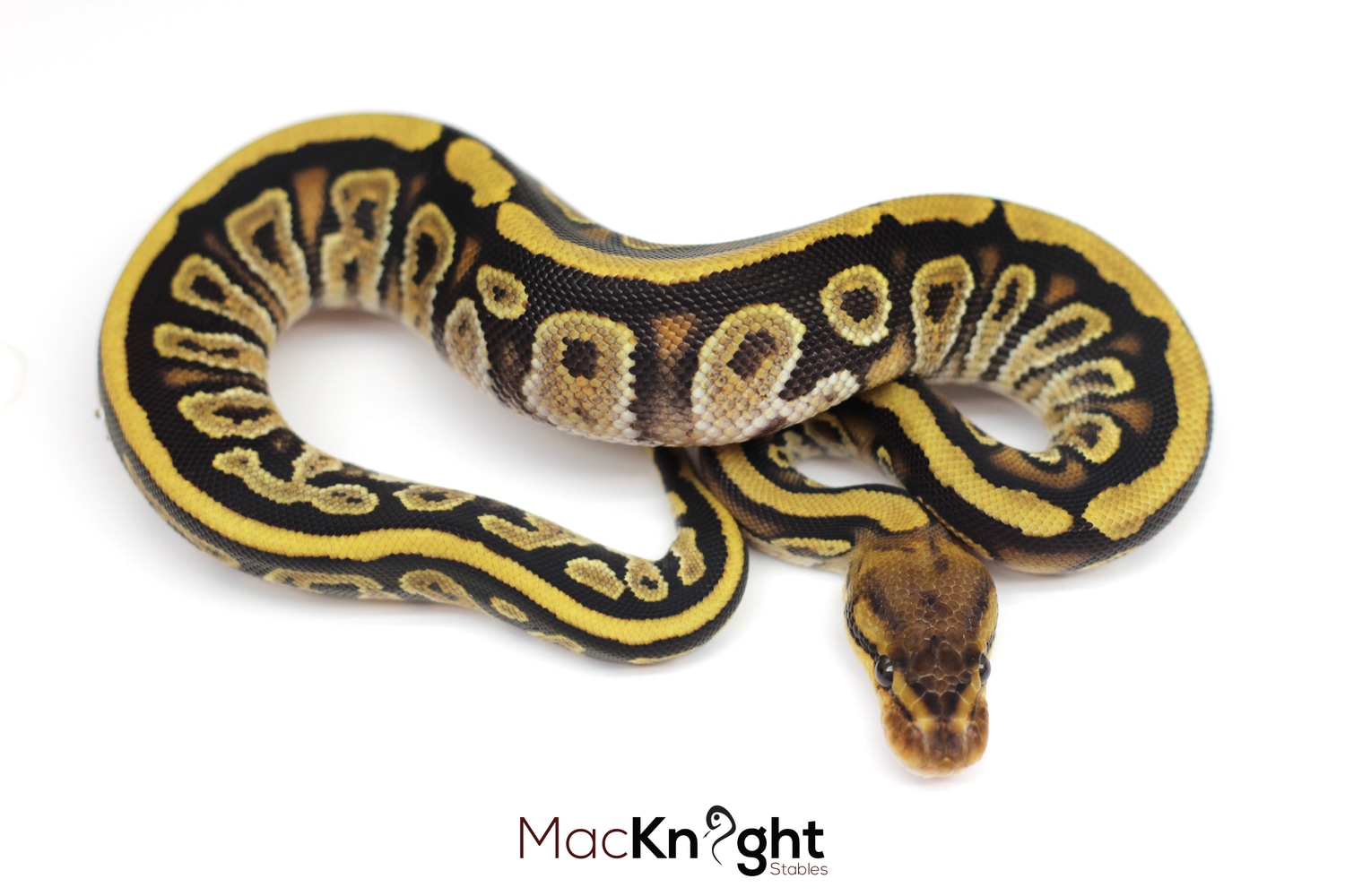 Fire Cypress 100% Het Clown Ball Python by Chimera - MorphMarket