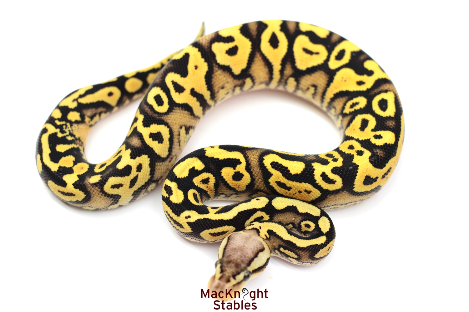 Pastel Yellowbelly Lace 100% Het Clown Ball Python by Chimera - MorphMarket