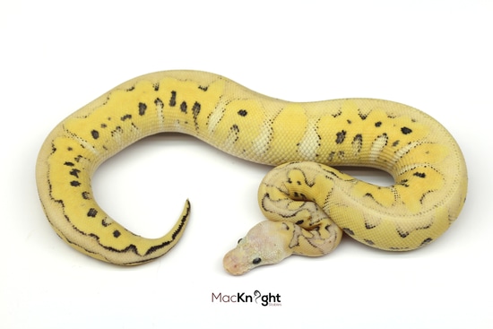Super Pastel Desert Ghost Clown Ball Python by Chimera