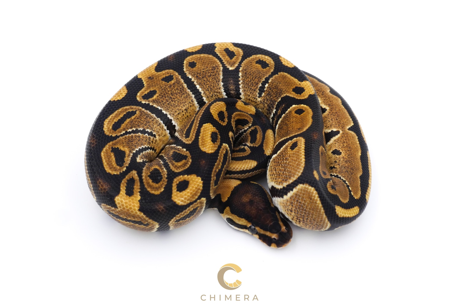 Het Ultramel Het Pied Ball Python by Chimera - MorphMarket