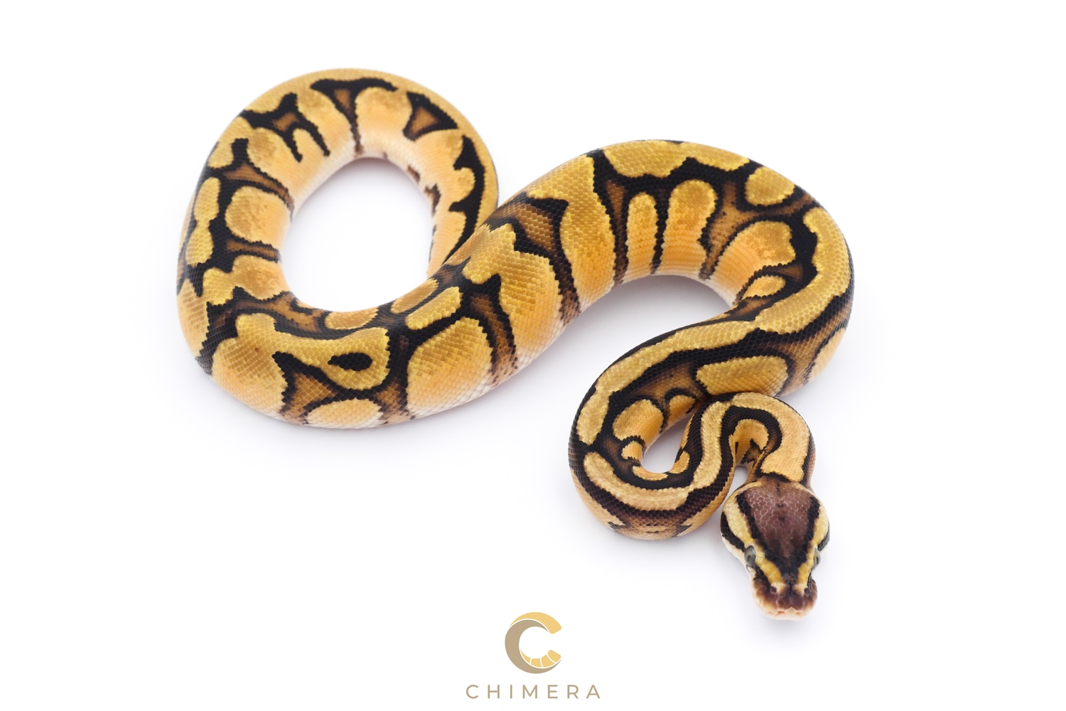 Pastel Orange Dream Yellowbelly Poss Het G Stripe Poss Het Clown Ball ...