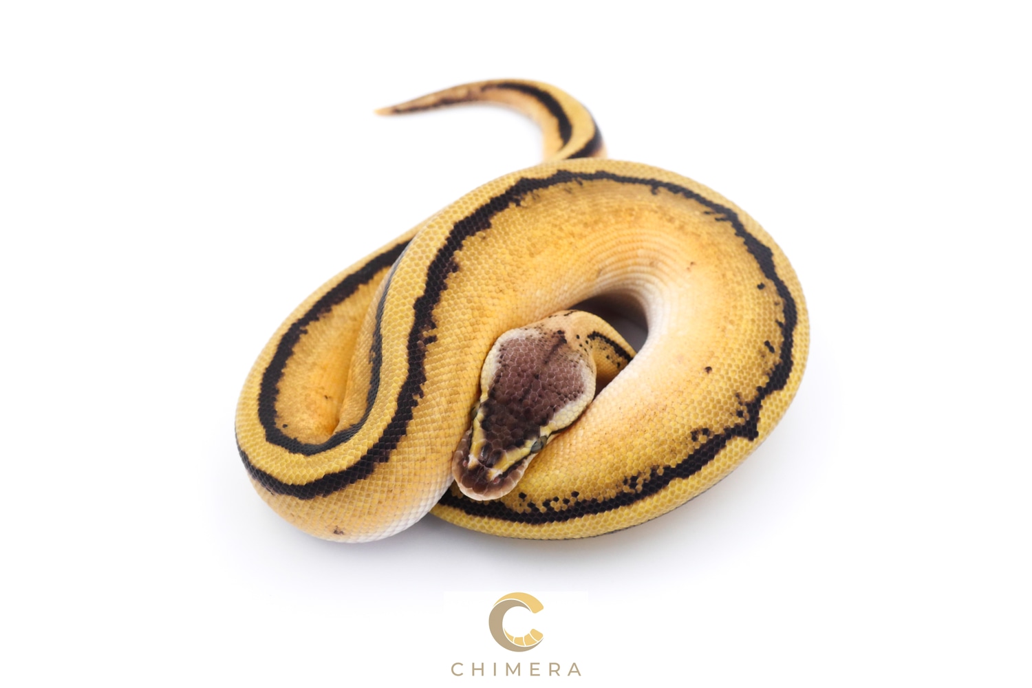 Pastel Orange Dream G Stripe Poss Het Clown Ball Python by Chimera ...