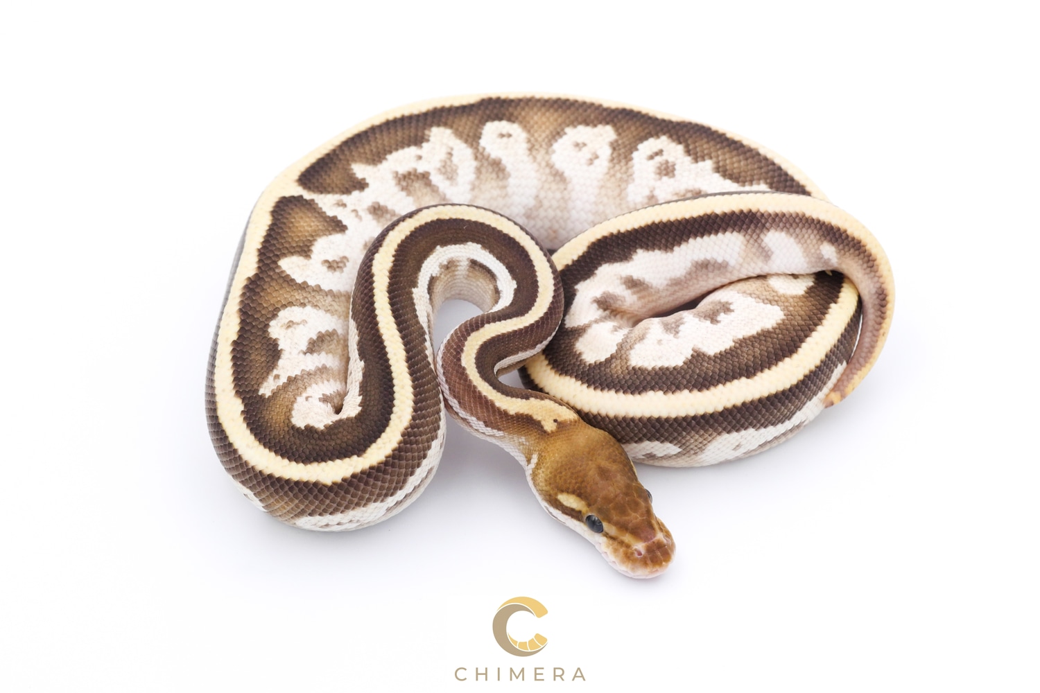 Cypress Mystic Yellowbelly Ball Python by Chimera - MorphMarket