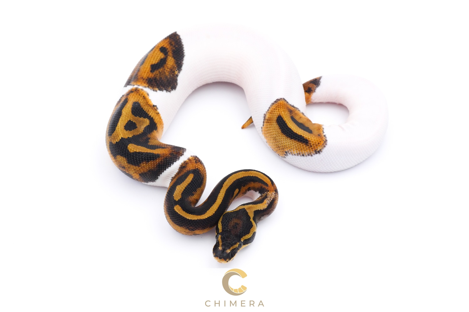 Pied Ball Python by Chimera - MorphMarket