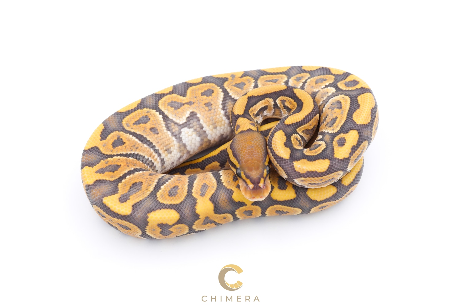 Hypo Fire Huffman Het Ultramel Ball Python by Chimera - MorphMarket