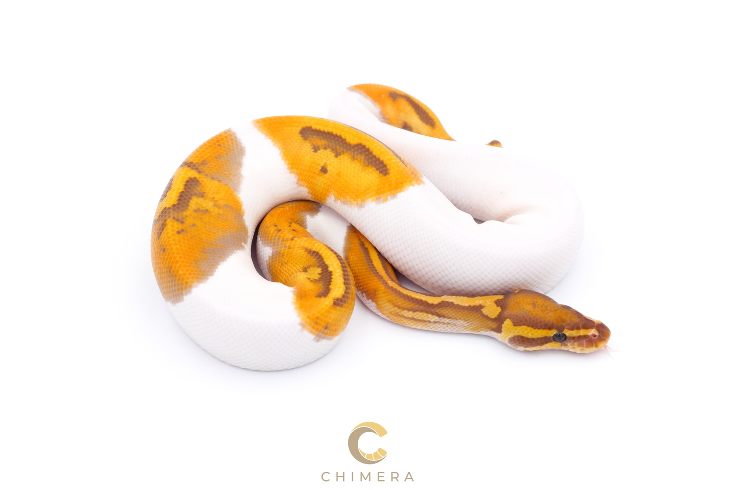 Ultramel Pied Ball Python by Chimera - MorphMarket