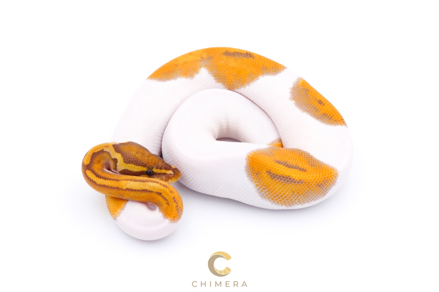 Ultramel Pied Ball Python by Chimera - MorphMarket