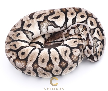 Ultramel Butter Spotnose Ball Python by Chimera - MorphMarket