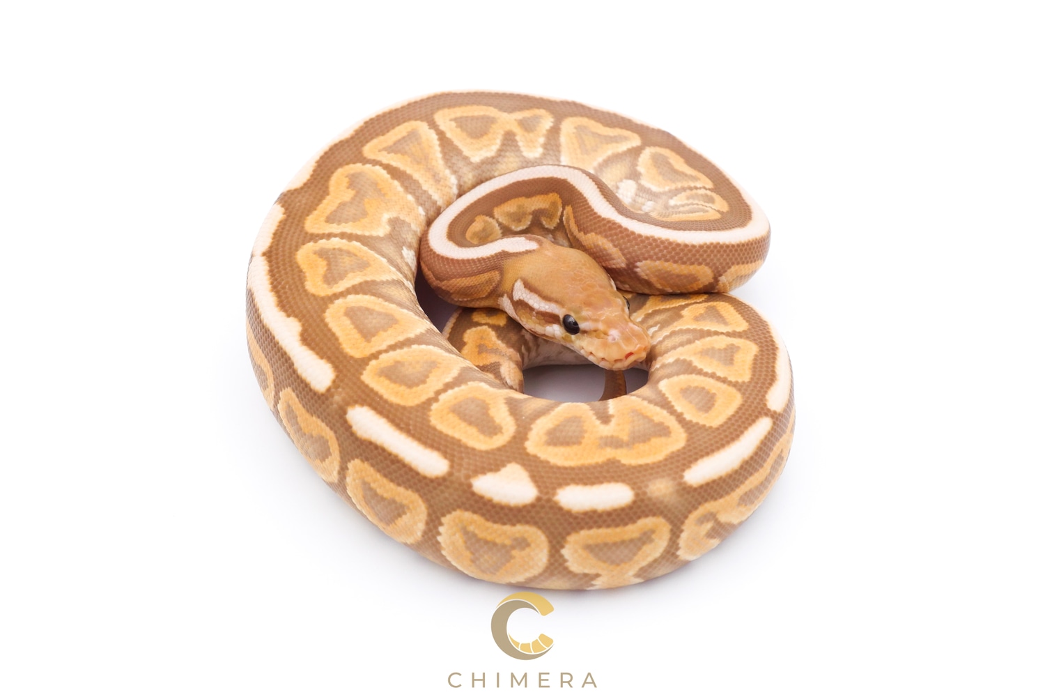 Ultramel Cinnamon Spotnose Ball Python by Chimera - MorphMarket