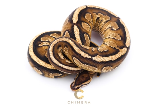 Gravel Spector Ball Python by Chimera