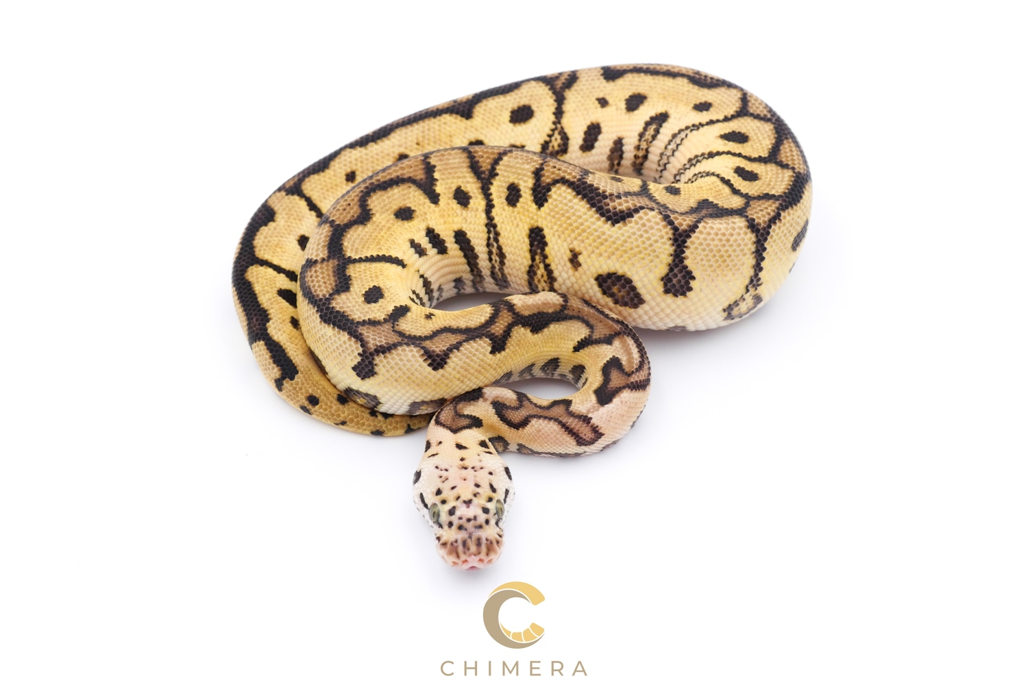 Pastel Spotnose Clown Poss Het G Stripe Poss Het Desert Ghost Ball ...